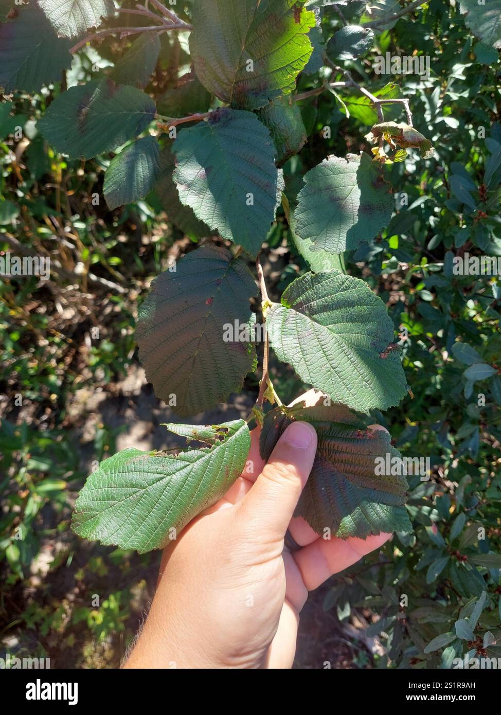 swamp alder (Alnus incana rugosa Stock Photo - Alamy