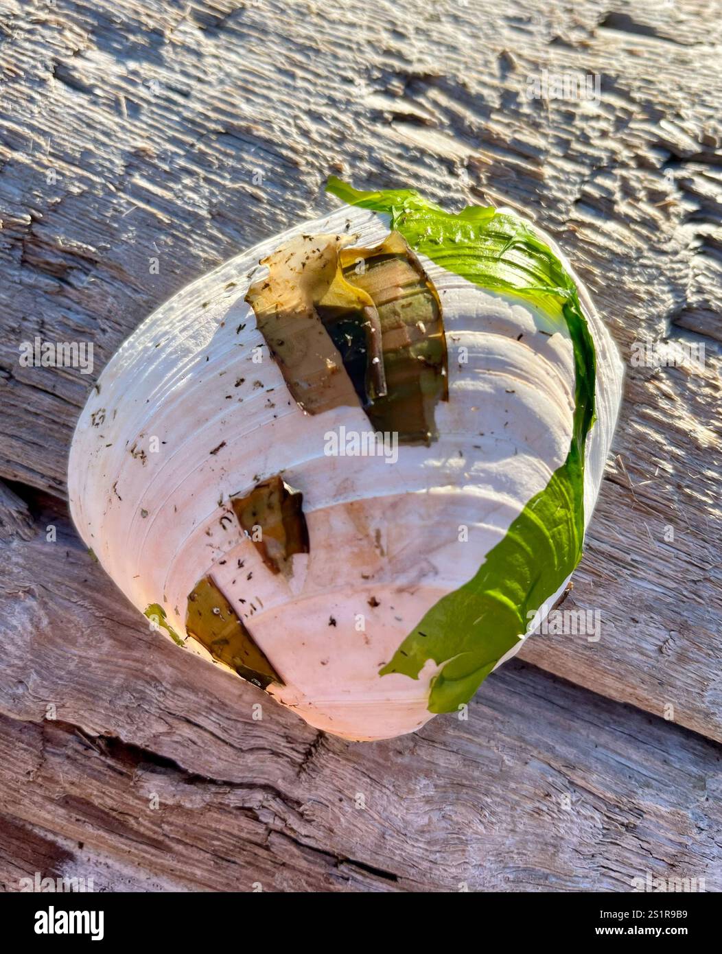 Butter Clam (Saxidomus gigantea Stock Photo - Alamy