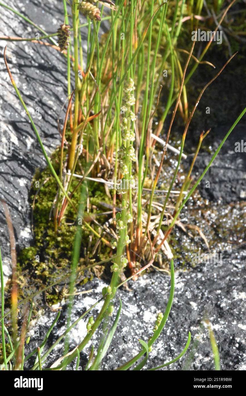 common arrowgrass (Triglochin maritima Stock Photo - Alamy