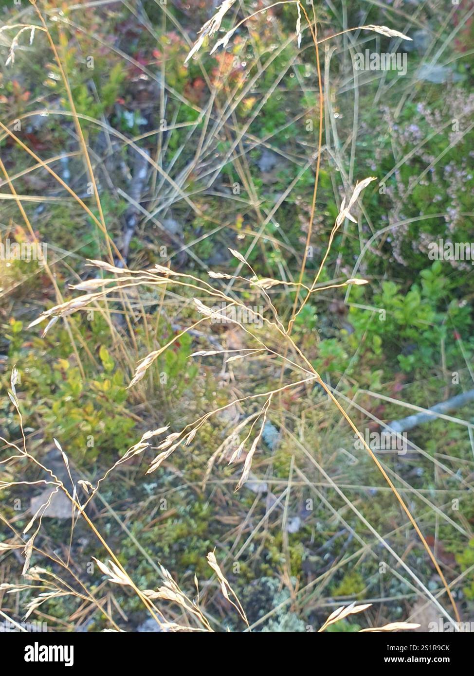 wavy hair-grass (Avenella flexuosa Stock Photo - Alamy