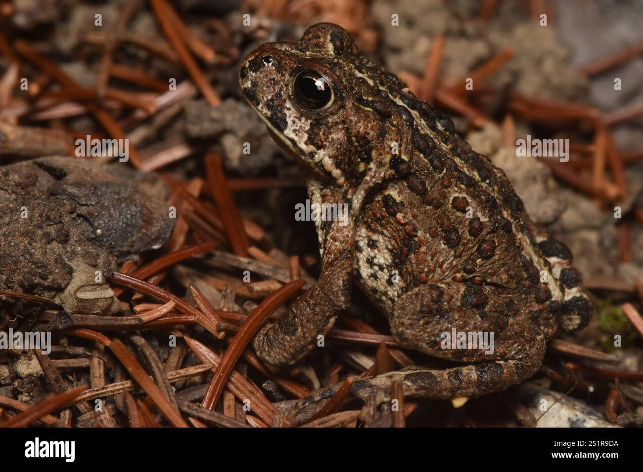 Western Toad (Anaxyrus boreas Stock Photo - Alamy