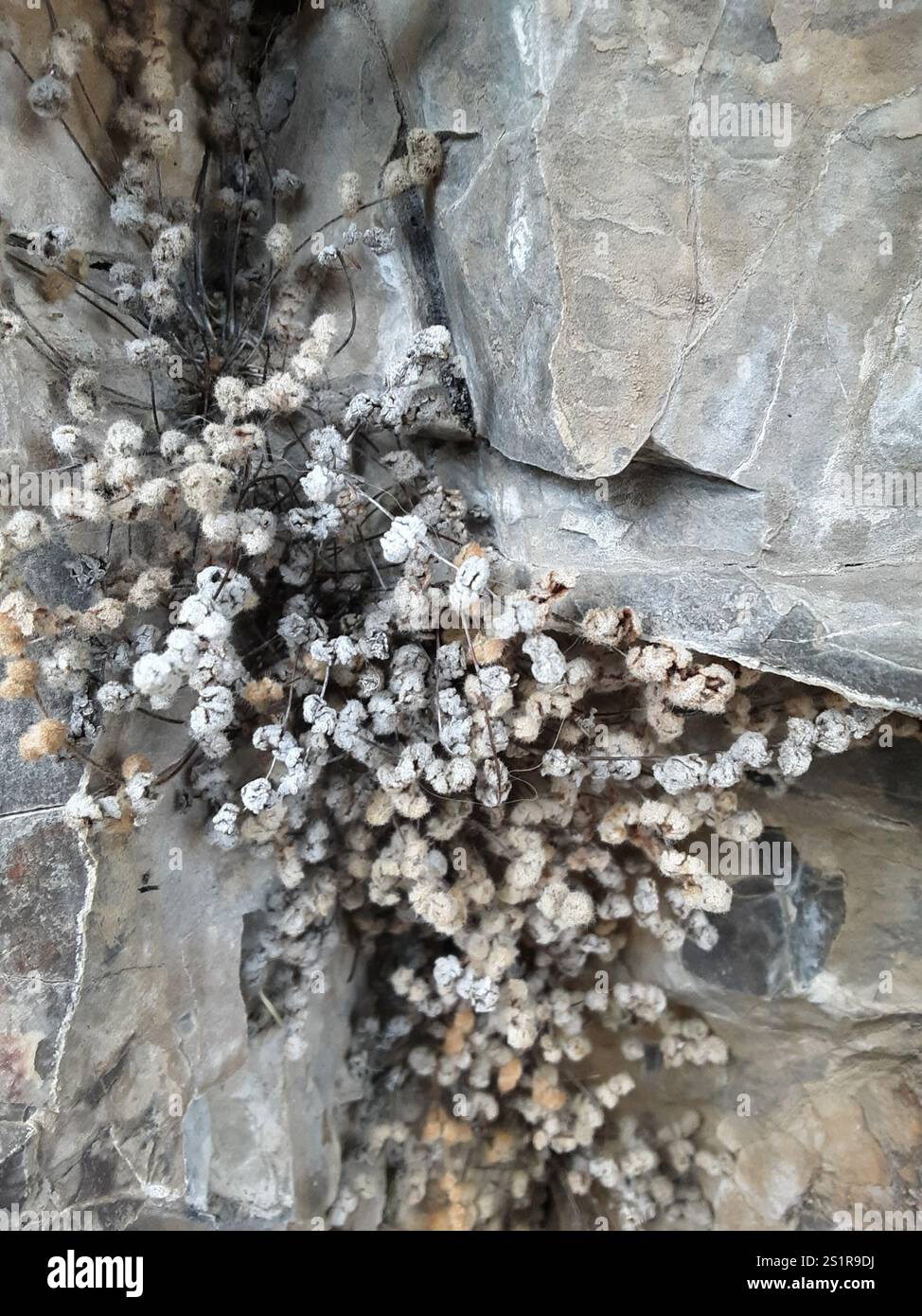 Fee's lip fern (Myriopteris gracilis Stock Photo - Alamy