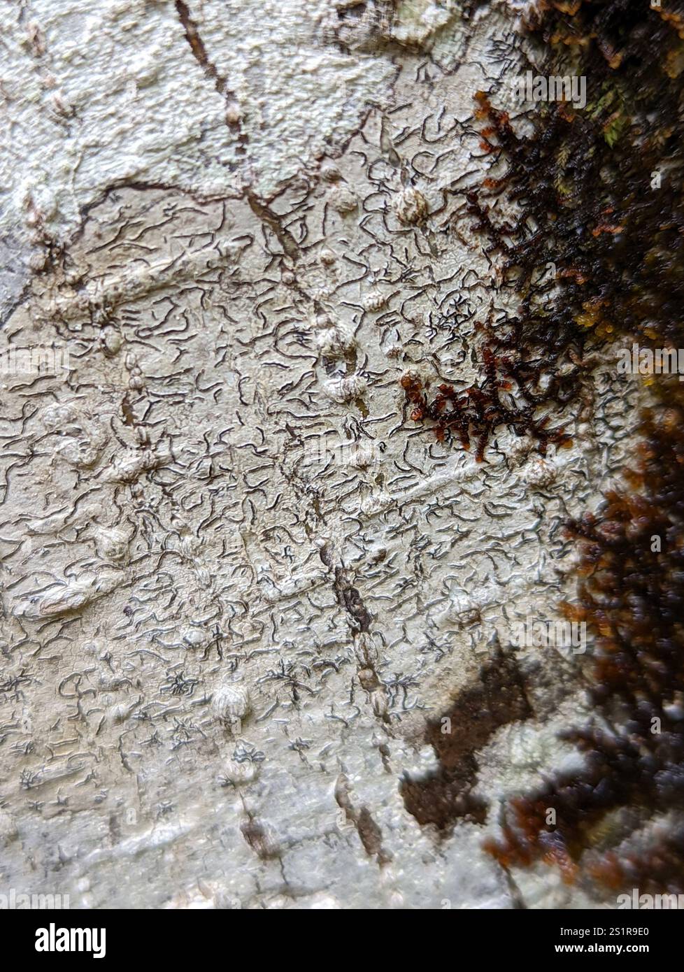 Common Script Lichen (Graphis scripta Stock Photo - Alamy