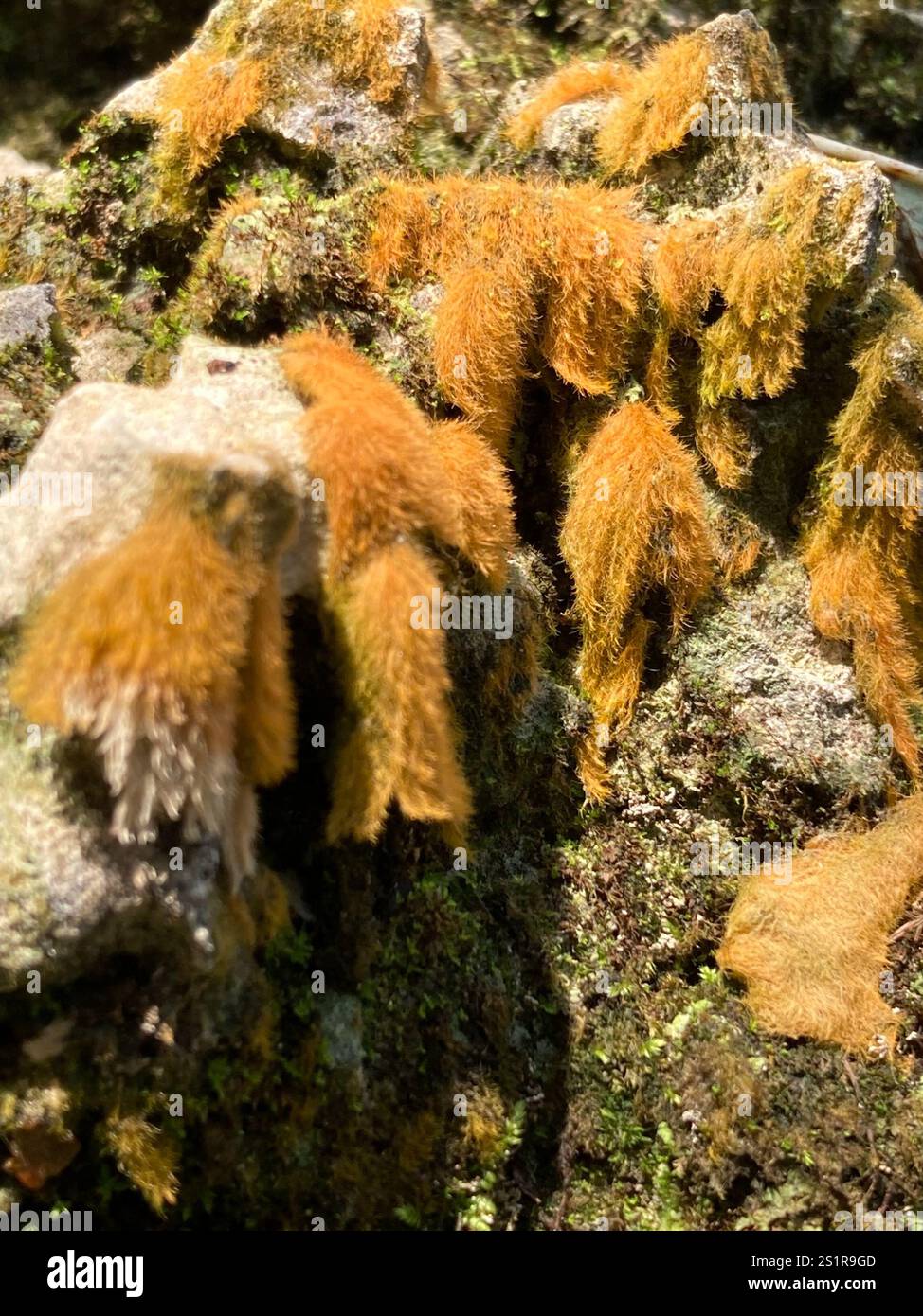 Orange Terrestrial Algae (Trentepohliales Stock Photo - Alamy
