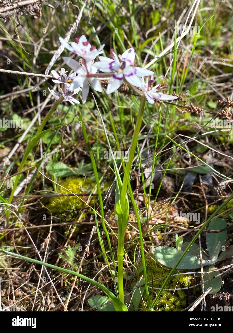 Early Nancy (Wurmbea dioica Stock Photo - Alamy