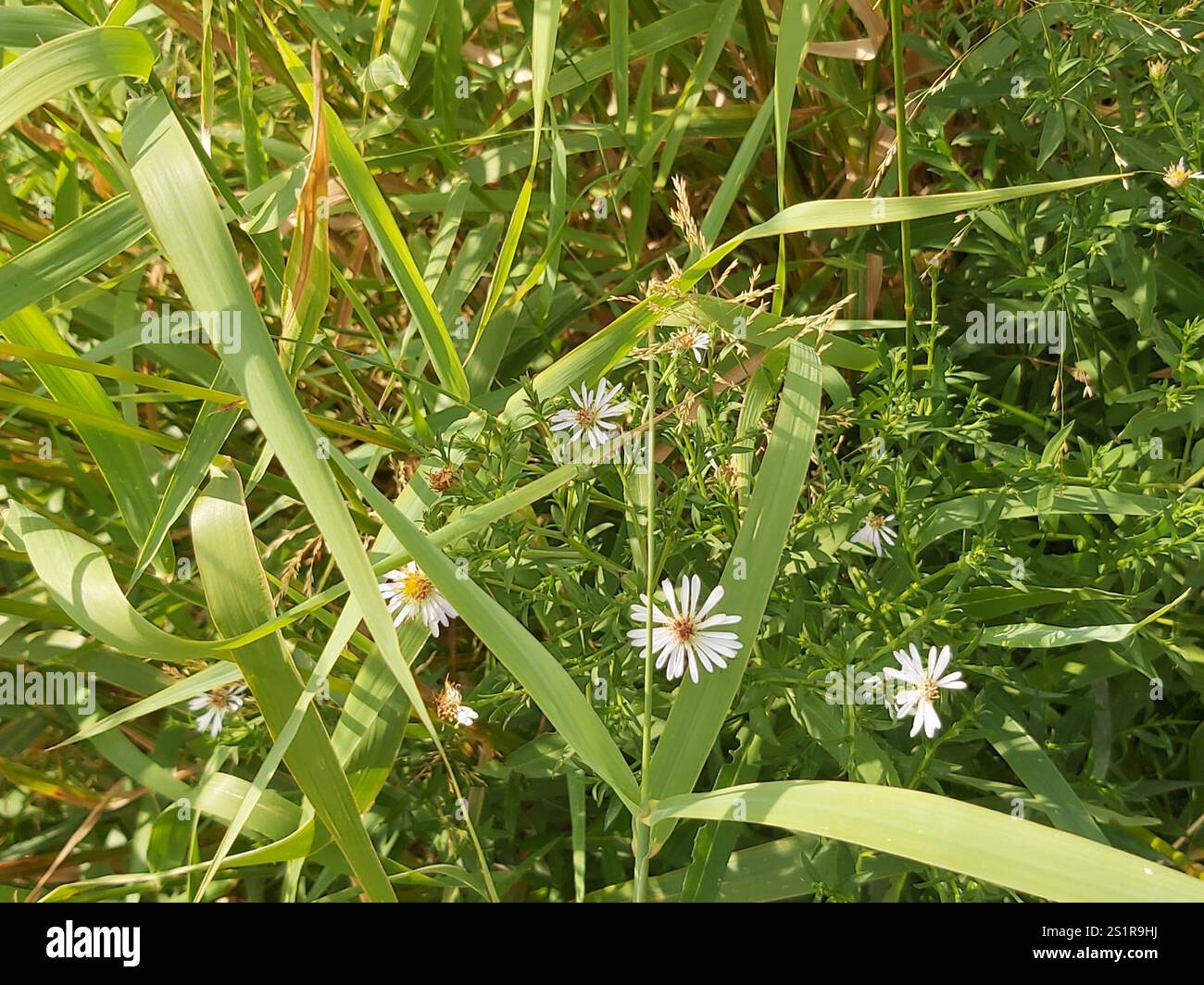 American asters (Symphyotrichum Stock Photo - Alamy