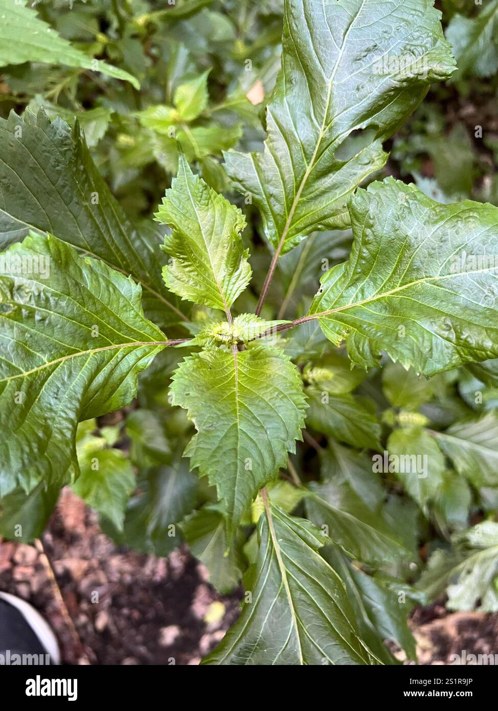 beefsteak plant (Perilla frutescens Stock Photo - Alamy