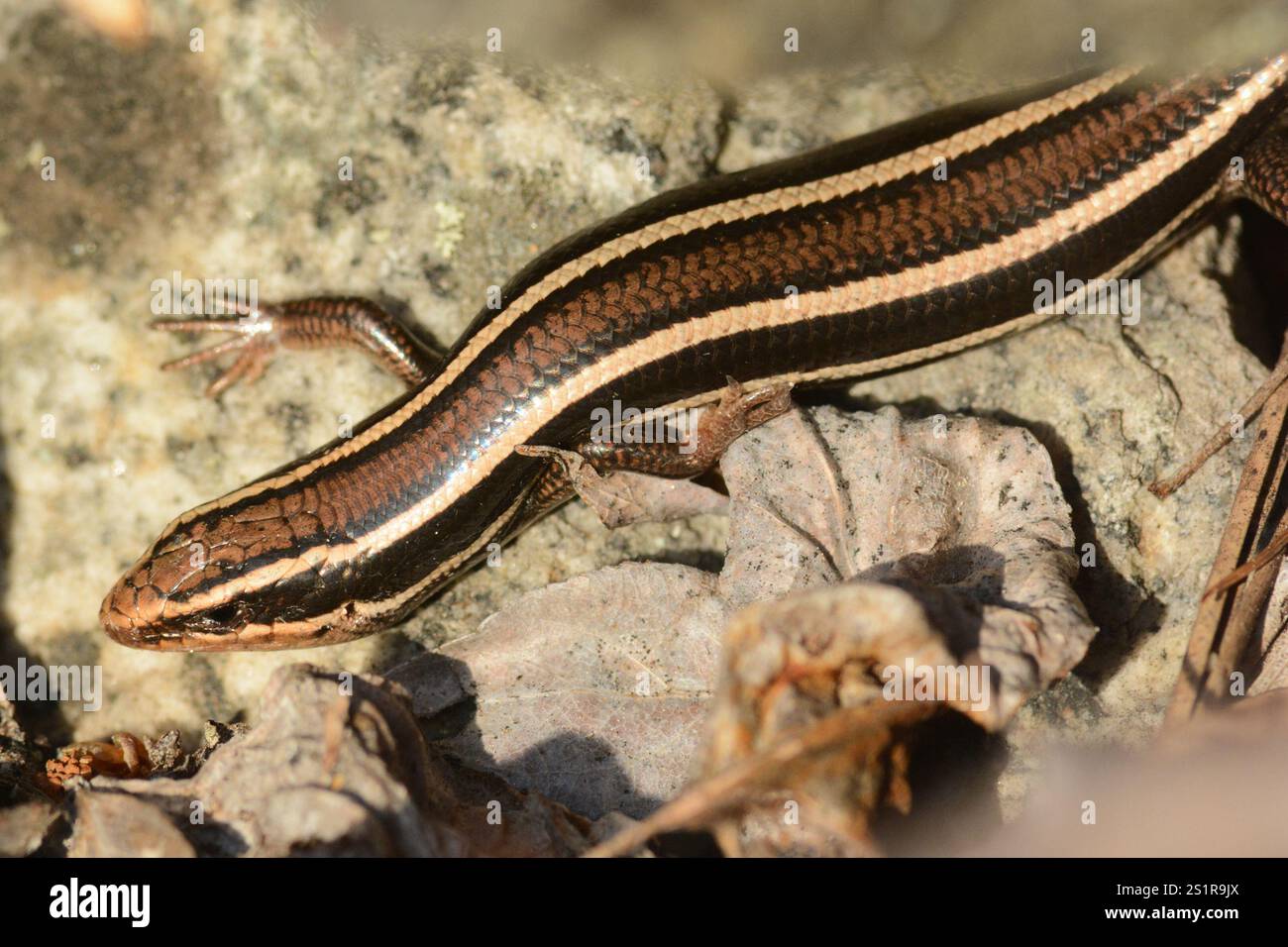 Western Skink (Plestiodon skiltonianus Stock Photo - Alamy
