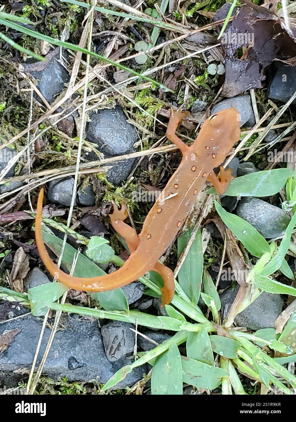 Eastern Newt (Notophthalmus viridescens Stock Photo - Alamy