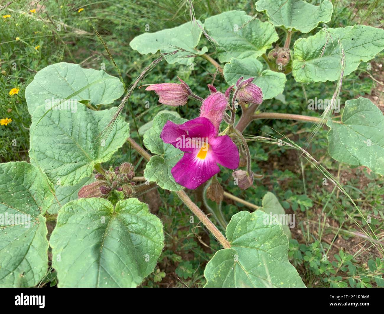 ram's horn (Proboscidea louisianica fragrans Stock Photo - Alamy