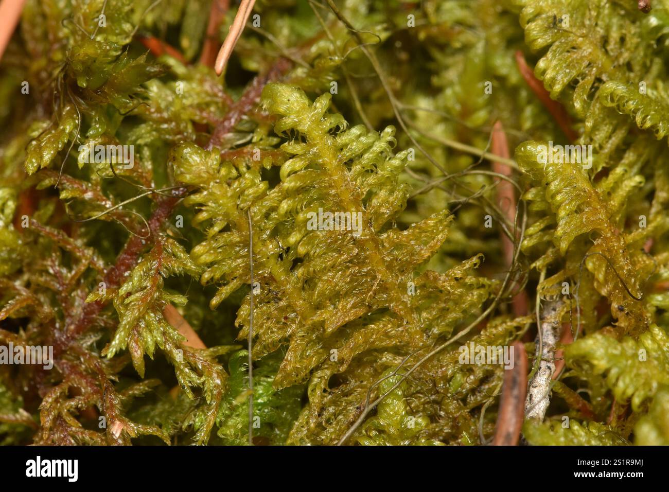 Ostrich-plume Moss (Ptilium crista-castrensis Stock Photo - Alamy