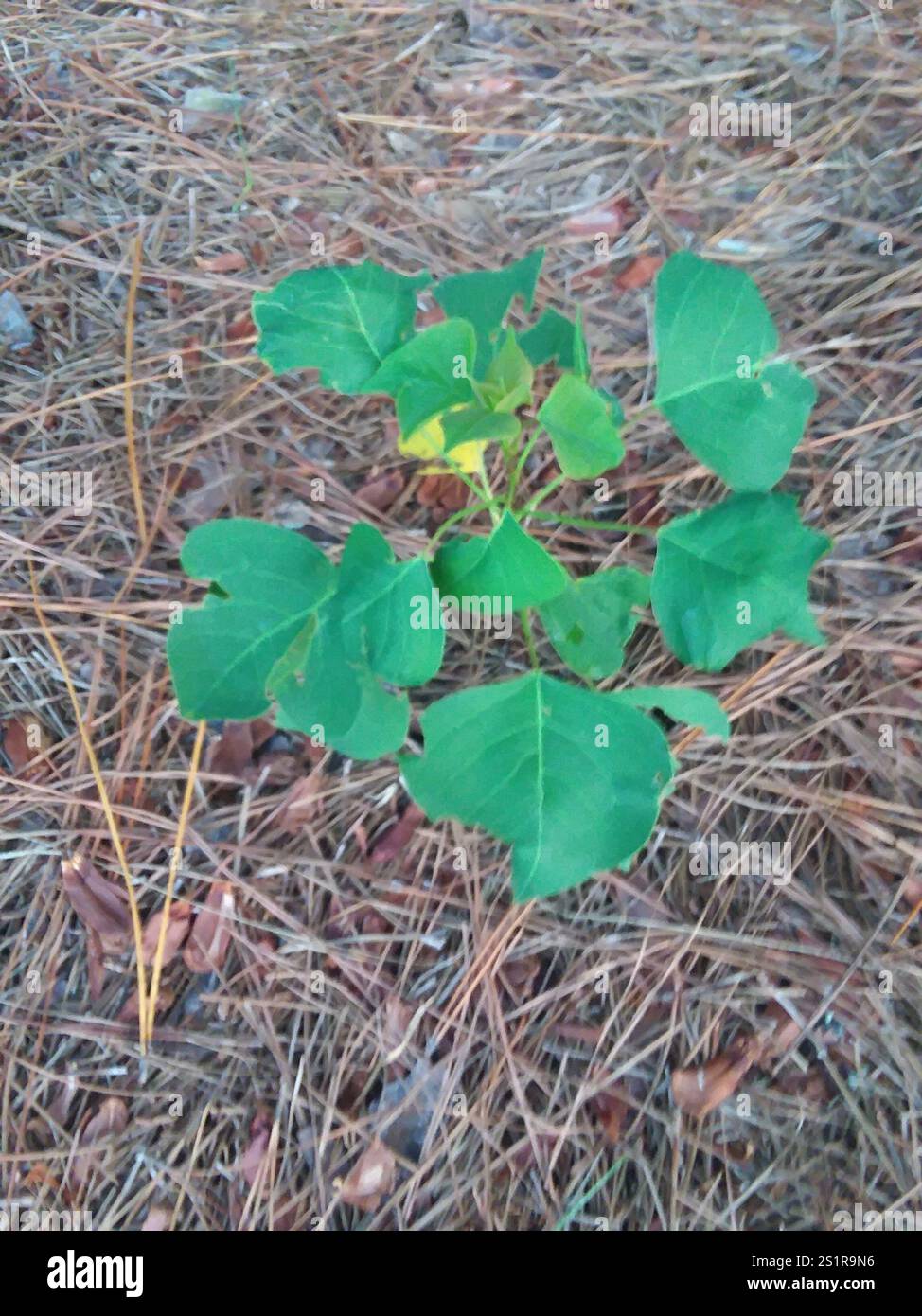 Chinese Tallow (Triadica sebifera Stock Photo - Alamy