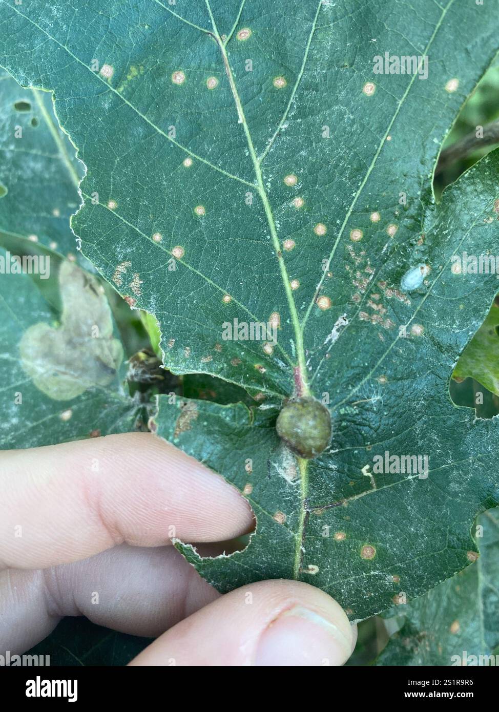 Oak Petiole Gall Wasp (Andricus quercuspetiolicola Stock Photo - Alamy