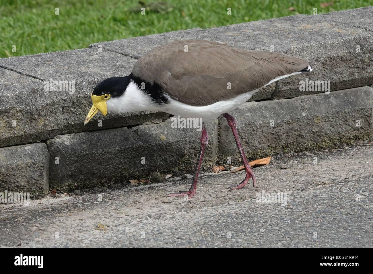 Black-shouldered Masked Lapwing (Vanellus miles novaehollandiae Stock ...