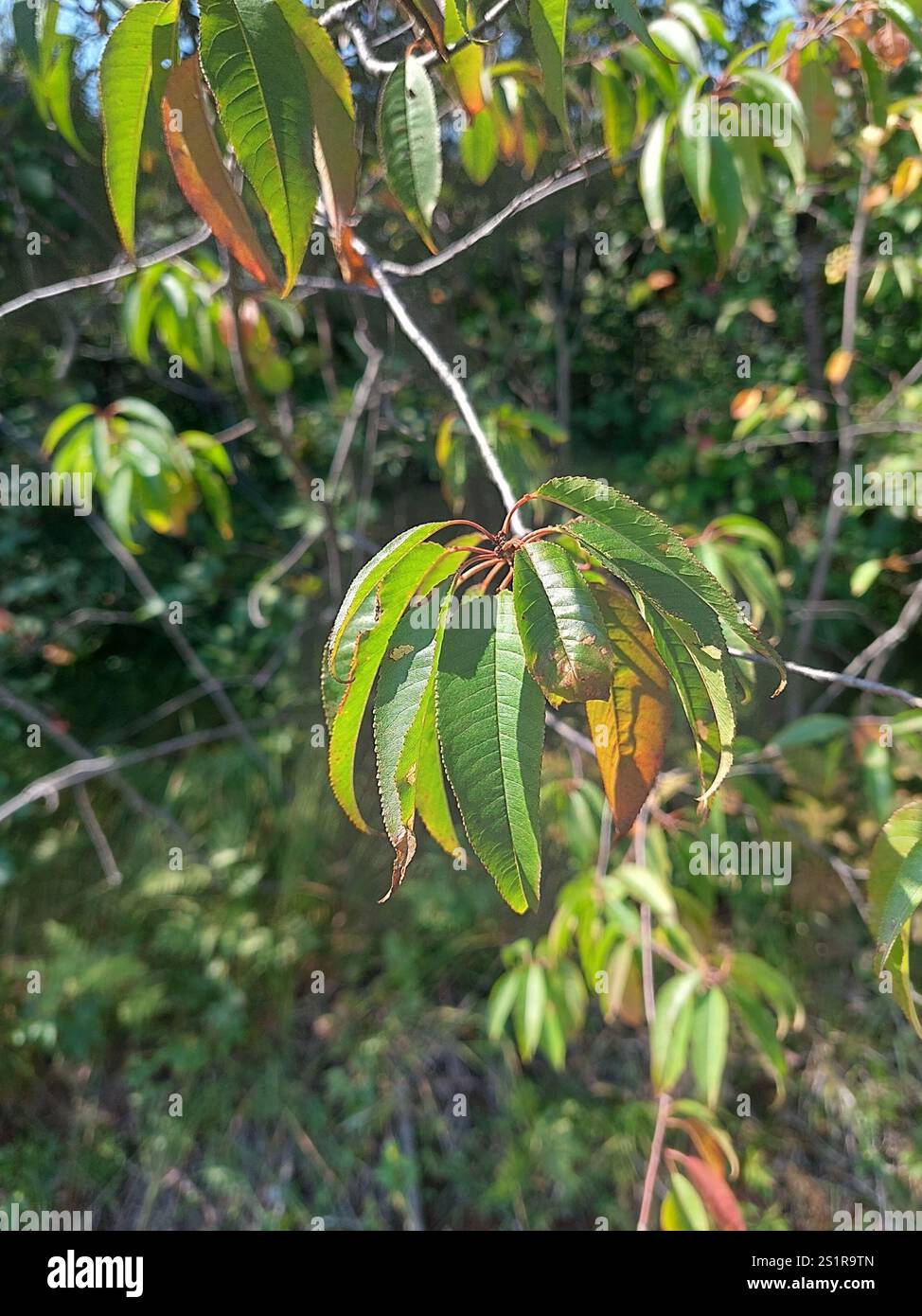 fire cherry (Prunus pensylvanica Stock Photo - Alamy