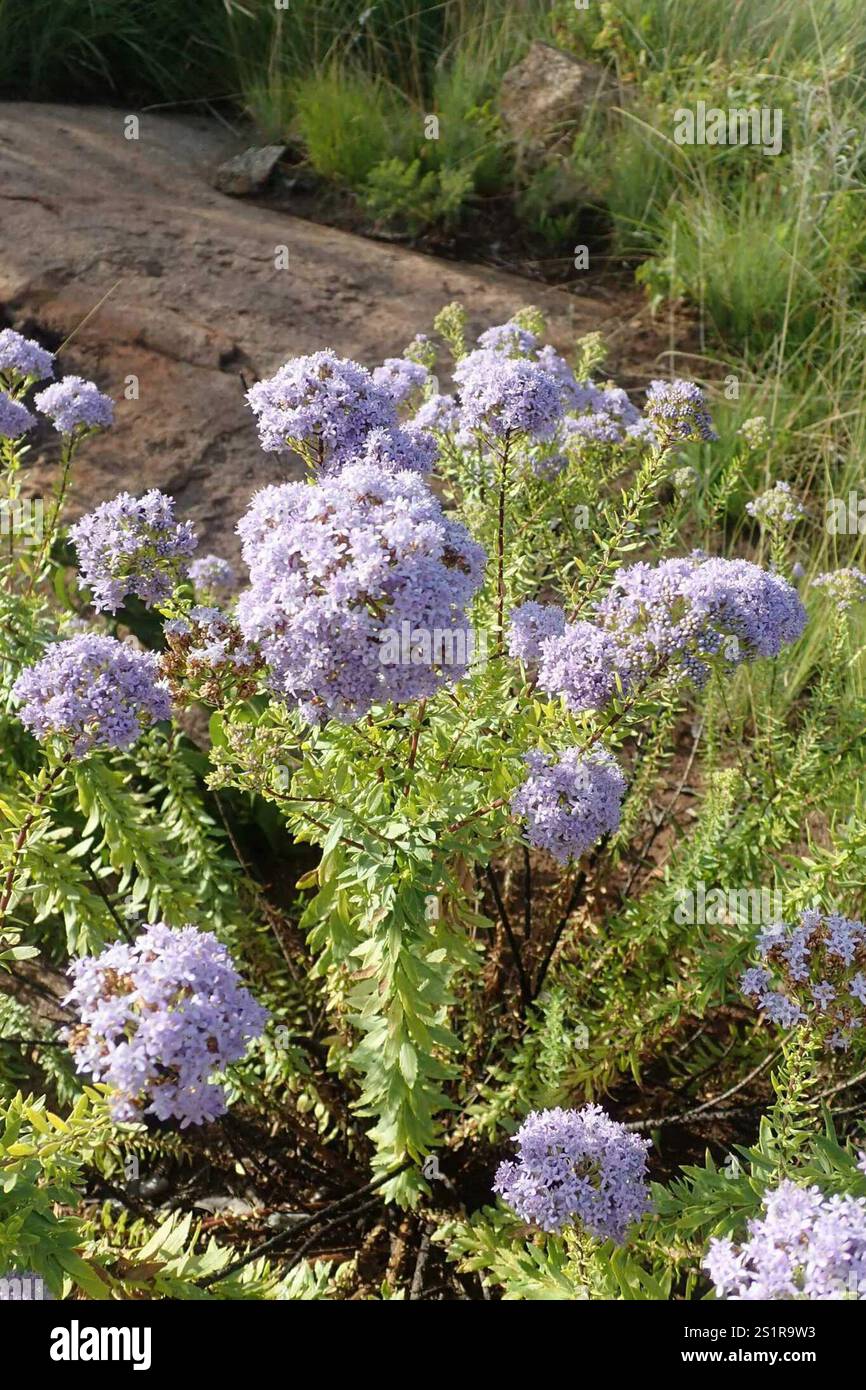 Straggling Bluehaze (Tetraselago wilmsii Stock Photo - Alamy