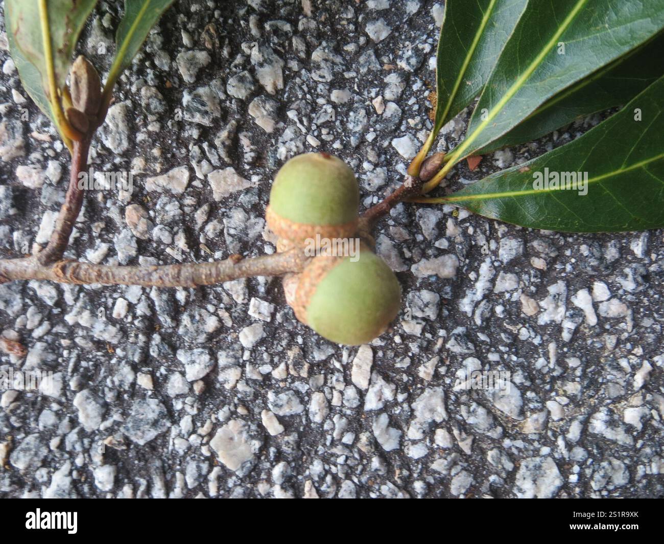 water oak (Quercus nigra Stock Photo - Alamy