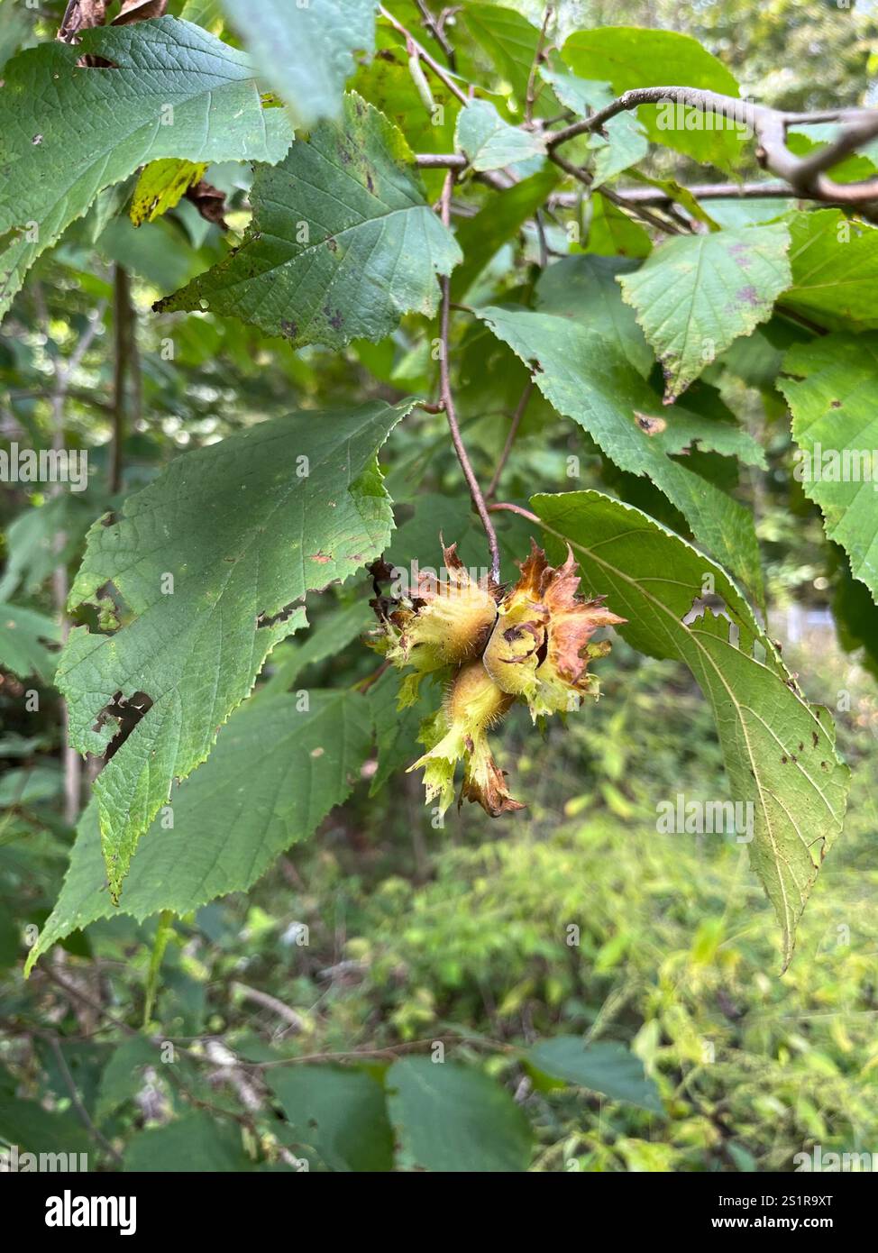 American hazelnut (Corylus americana Stock Photo - Alamy