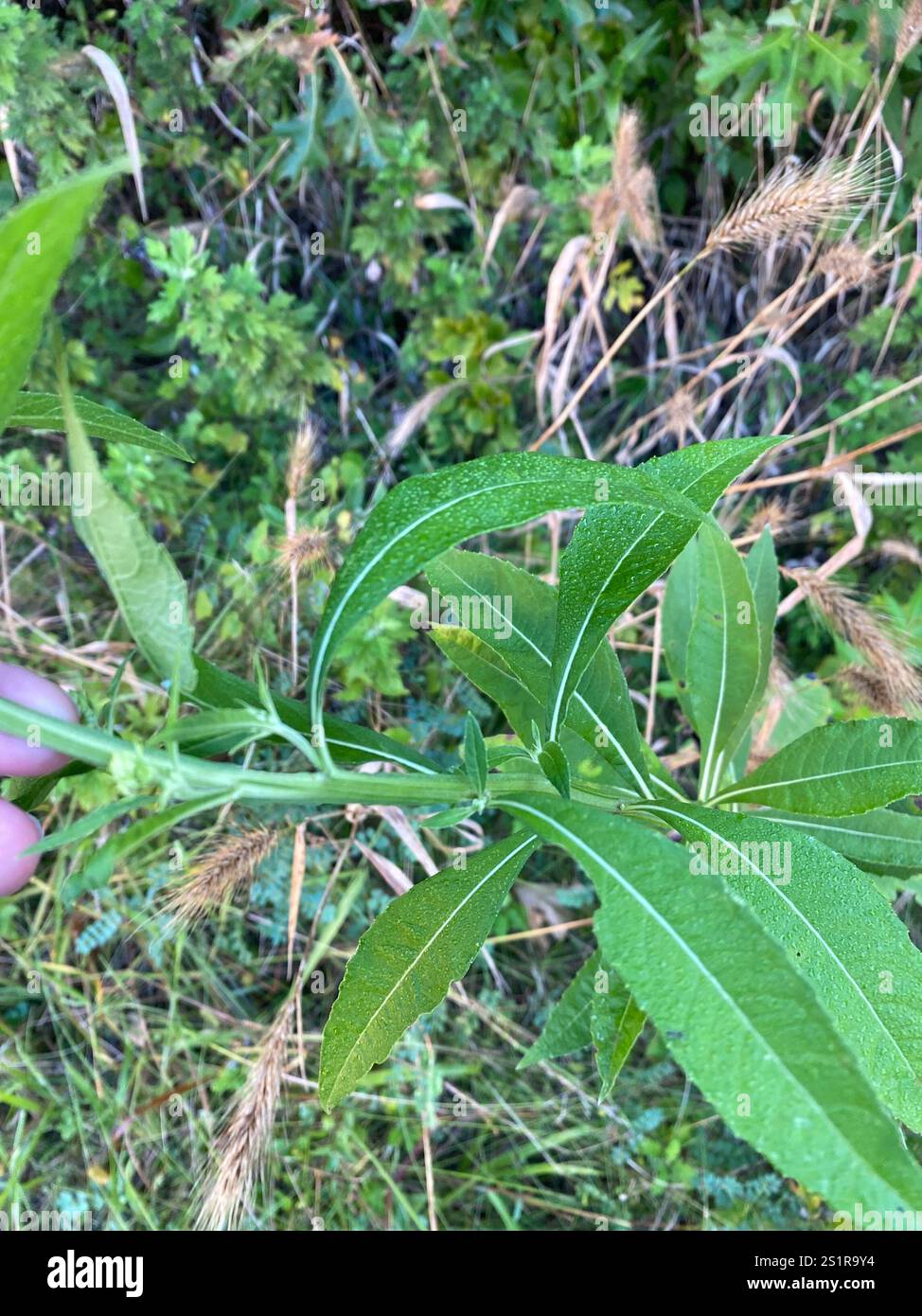 Wingstem (Verbesina alternifolia Stock Photo - Alamy