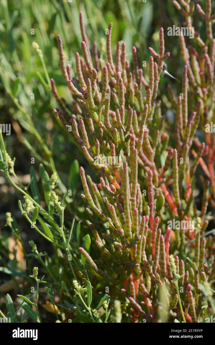 red glasswort (Salicornia rubra Stock Photo - Alamy