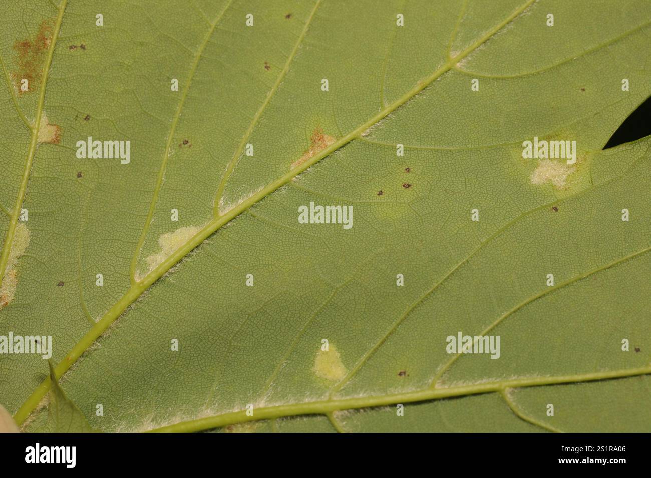 Sycamore Felt Gall Mite (Aceria pseudoplatani Stock Photo - Alamy