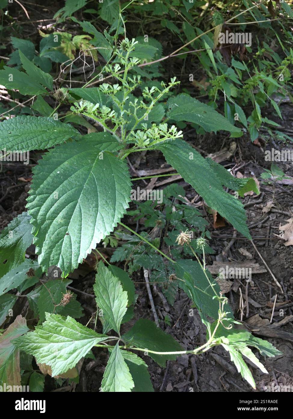 wood nettle (Laportea canadensis Stock Photo - Alamy