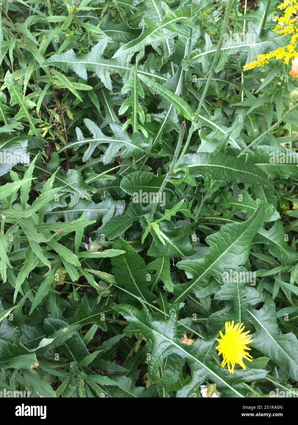 glandular field sowthistle (Sonchus arvensis arvensis Stock Photo - Alamy