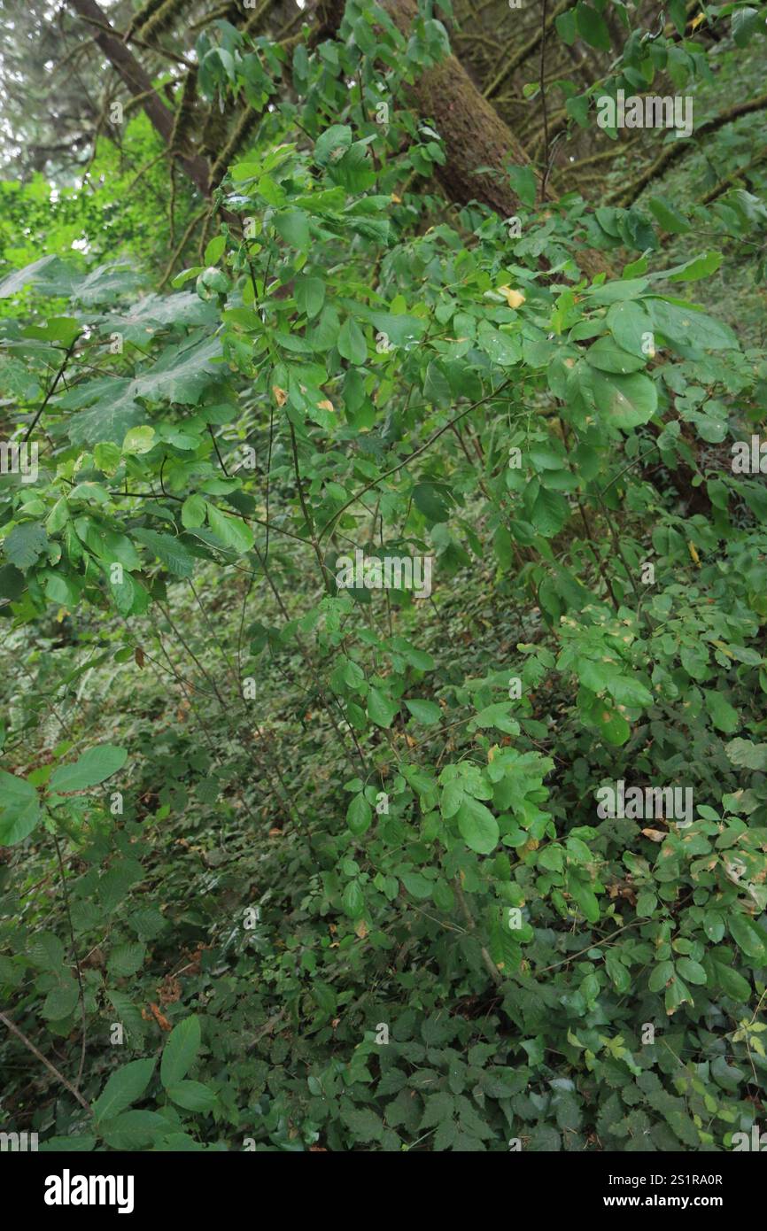 Oregon Ash (Fraxinus latifolia Stock Photo - Alamy