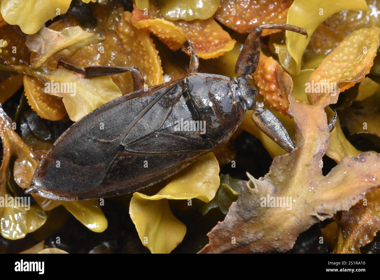 American Giant Water Bug (Lethocerus americanus Stock Photo - Alamy