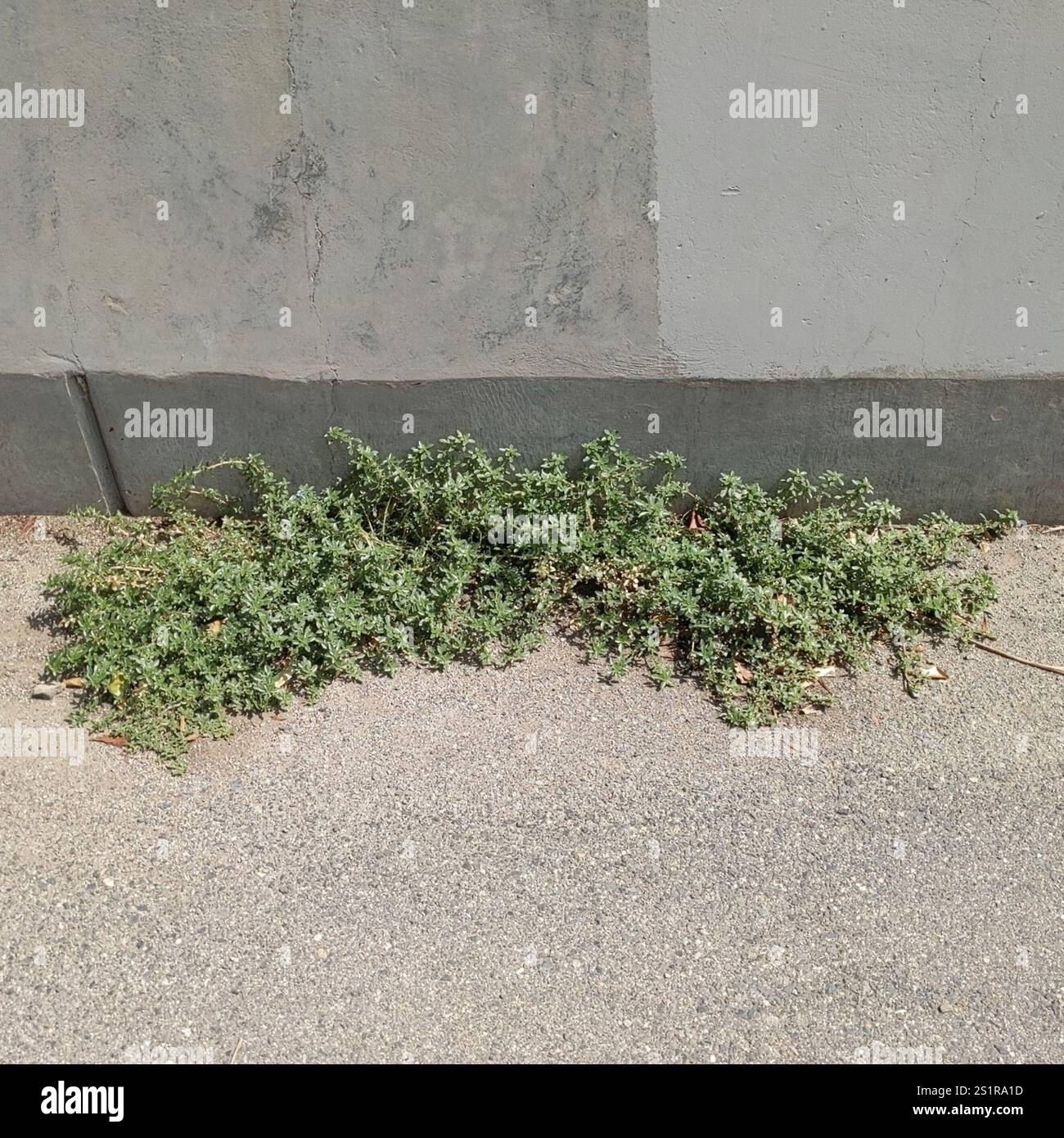 Procumbent hi-res stock photography and images - Alamy