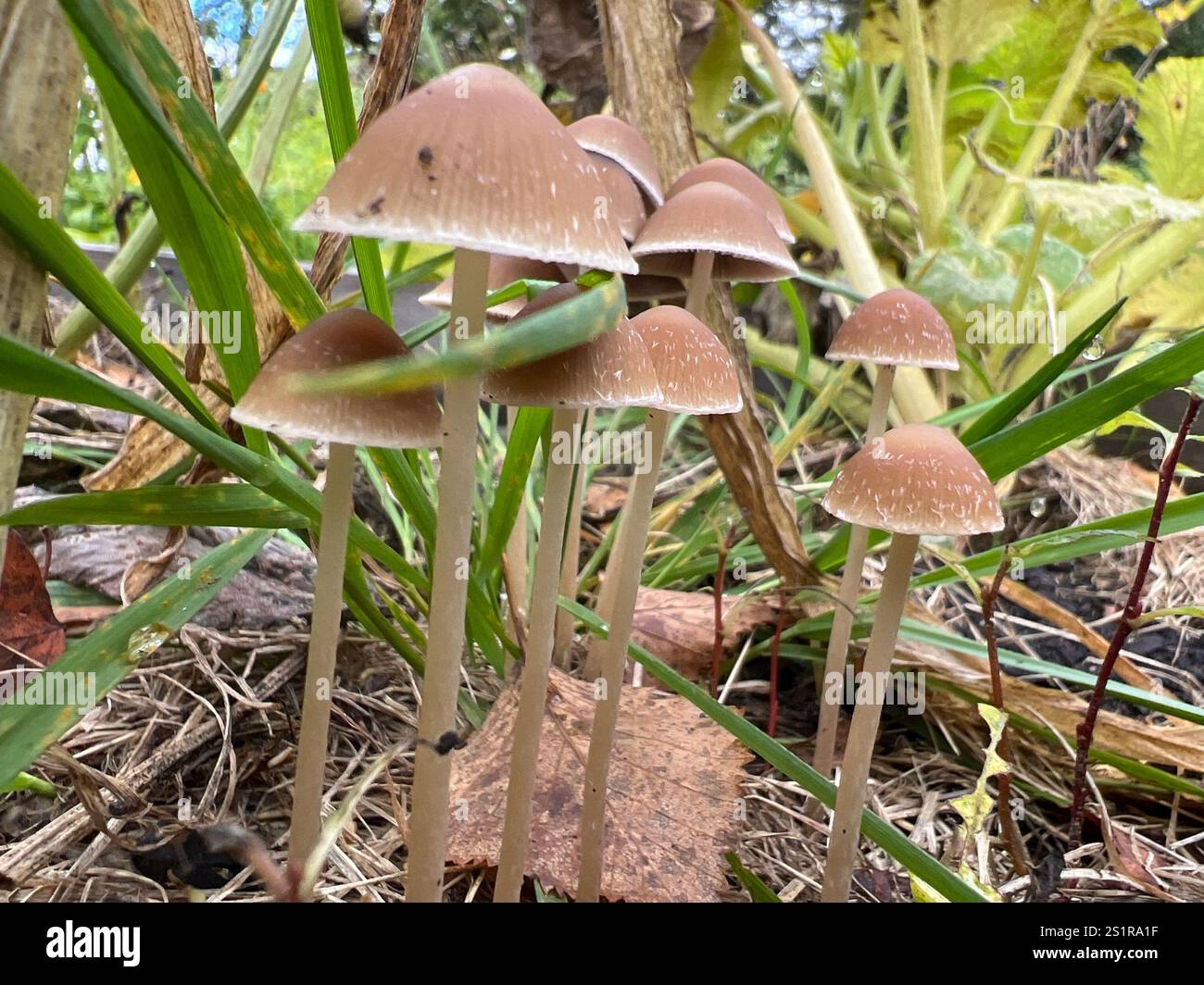 red edge brittlestem (Psathyrella corrugis Stock Photo - Alamy
