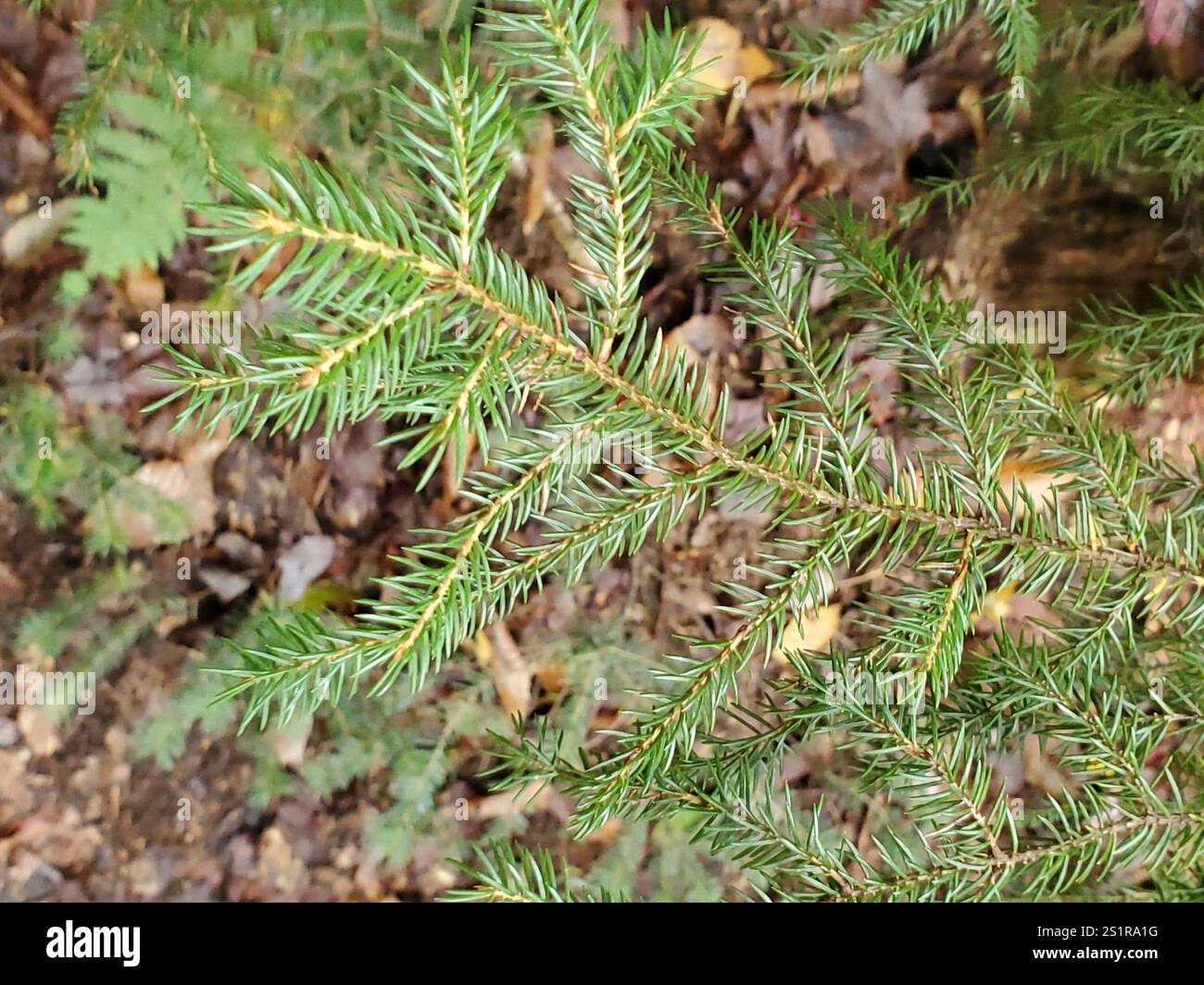 red spruce (Picea rubens Stock Photo - Alamy