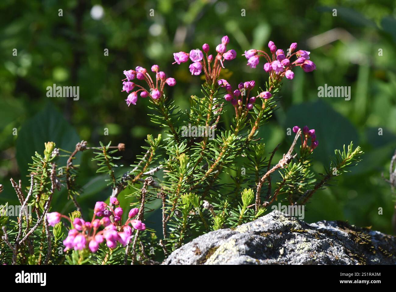 pink mountainheath (Phyllodoce empetriformis Stock Photo - Alamy
