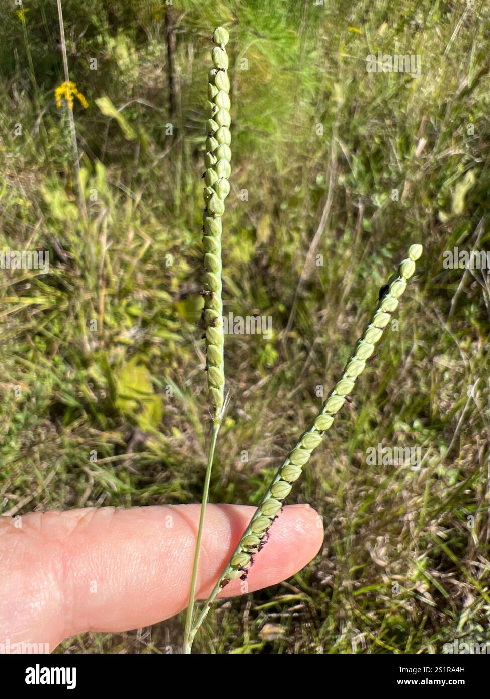 Florida paspalum (Paspalum floridanum Stock Photo - Alamy