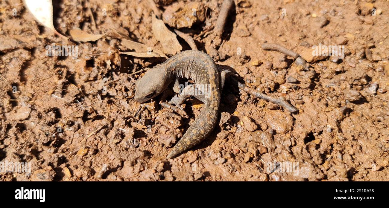 Eastern Stone Gecko (Diplodactylus vittatus Stock Photo - Alamy