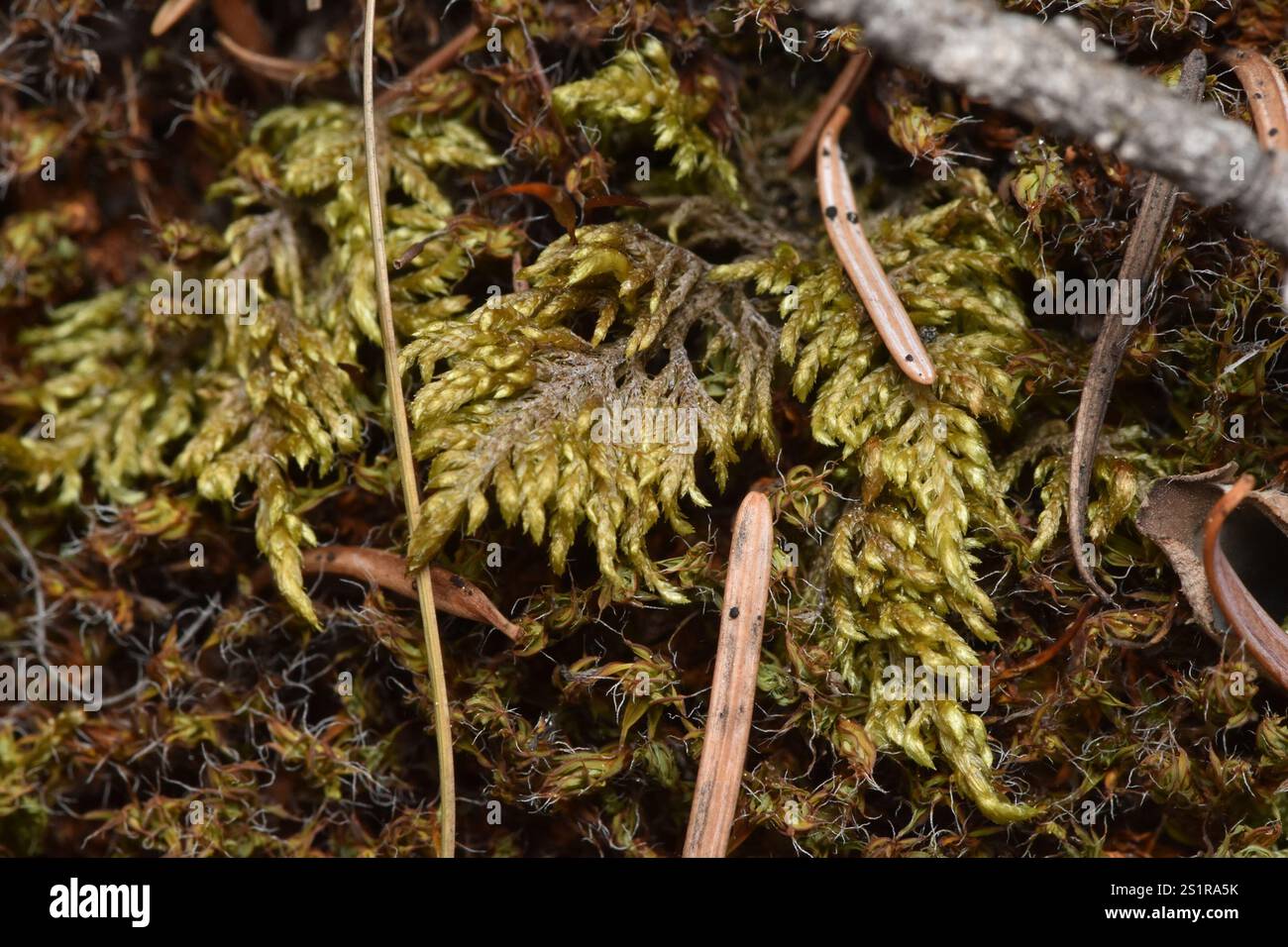 stairstep moss (Hylocomium splendens Stock Photo - Alamy