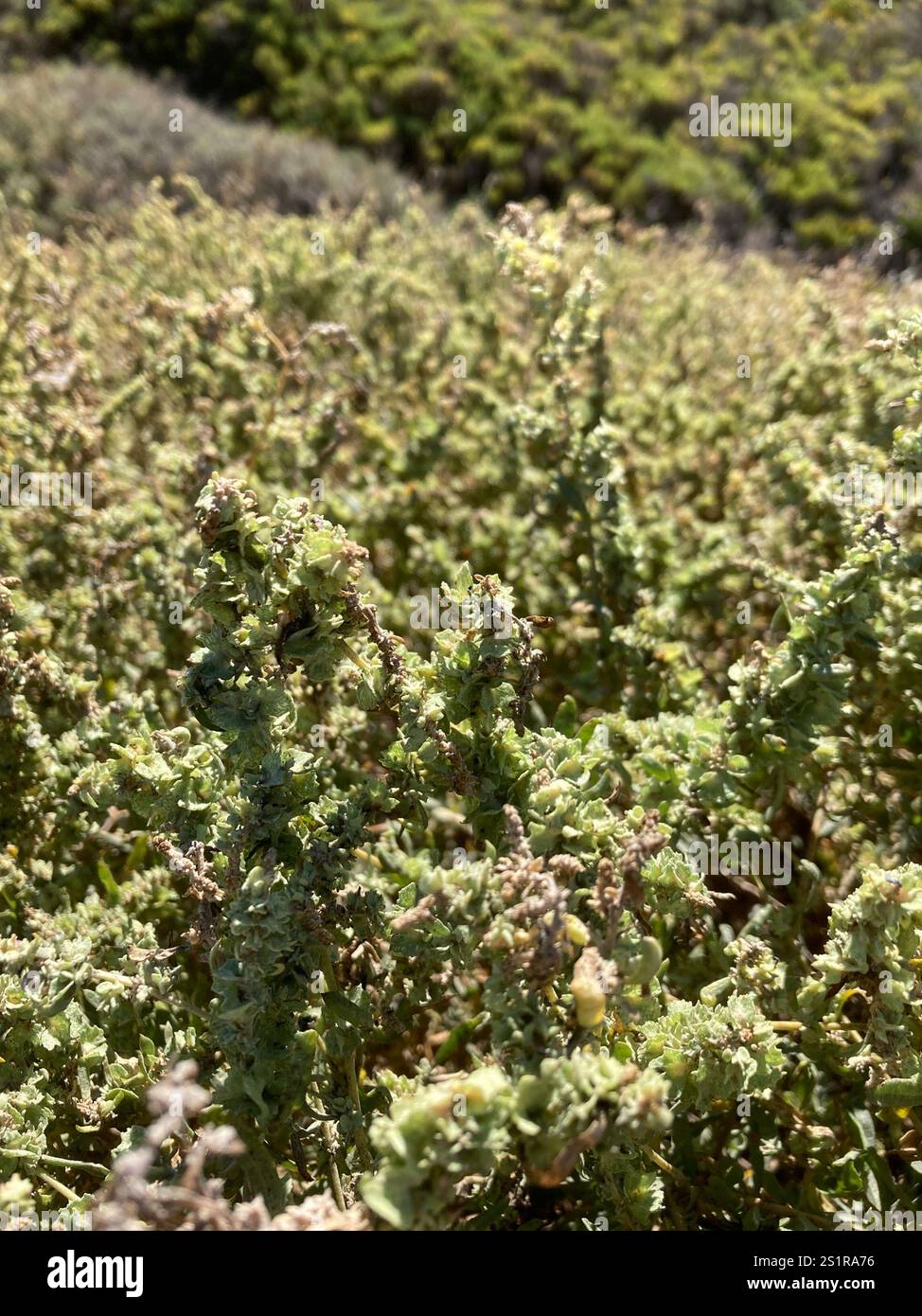 beach saltbush (Atriplex leucophylla Stock Photo - Alamy