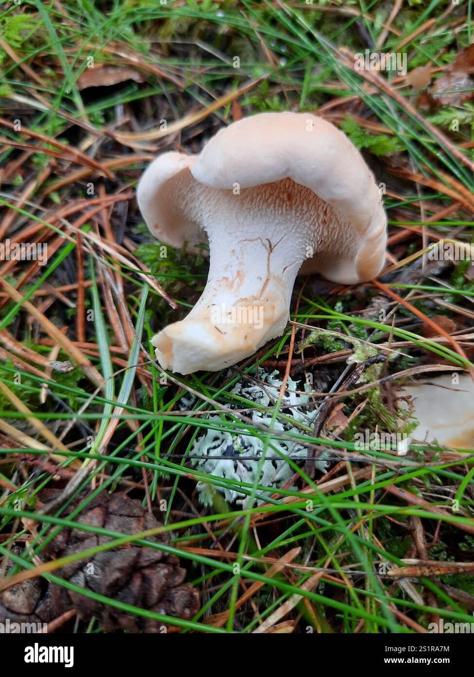Wood Hedgehog (Hydnum repandum Stock Photo - Alamy