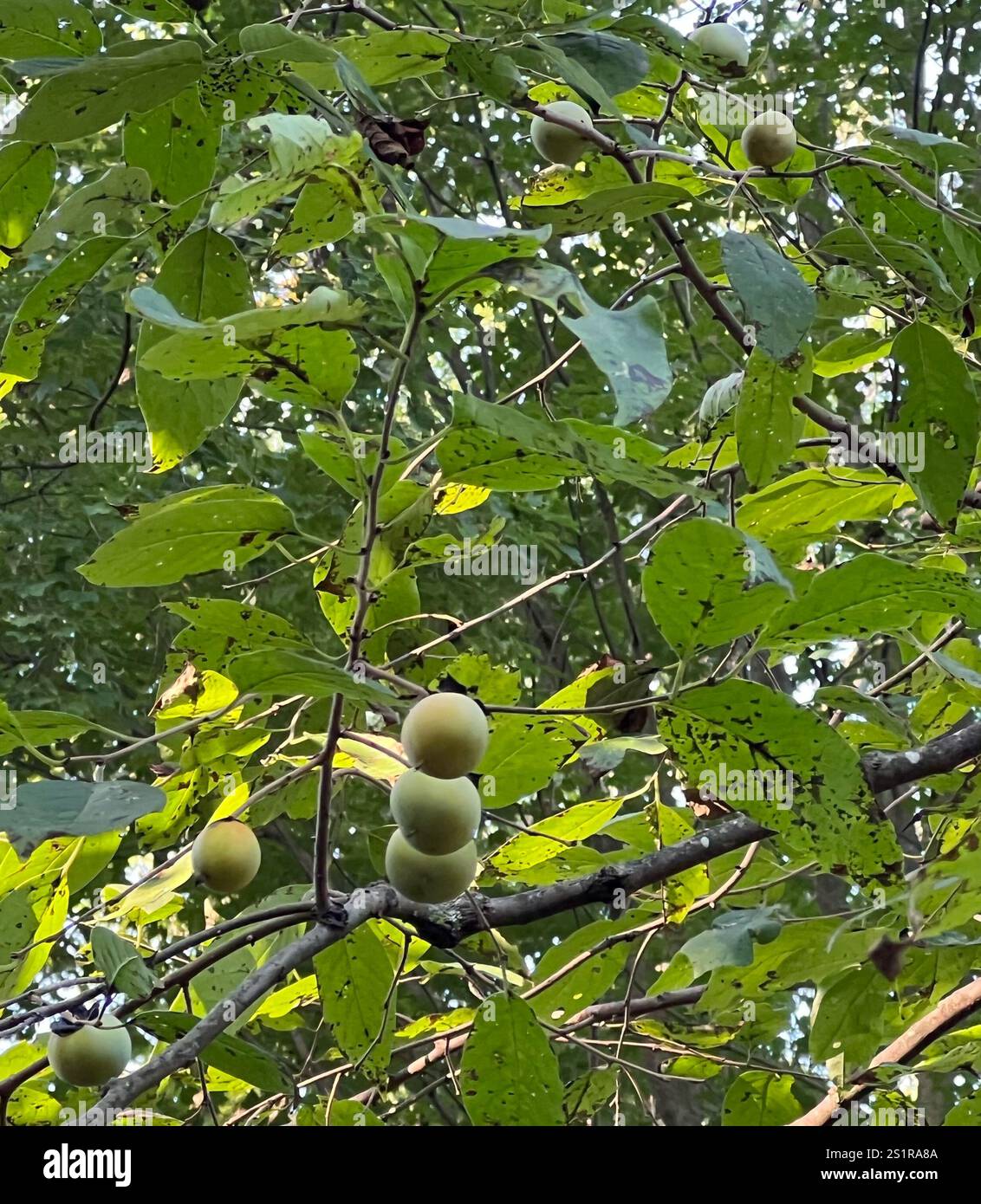 American persimmon (Diospyros virginiana Stock Photo - Alamy