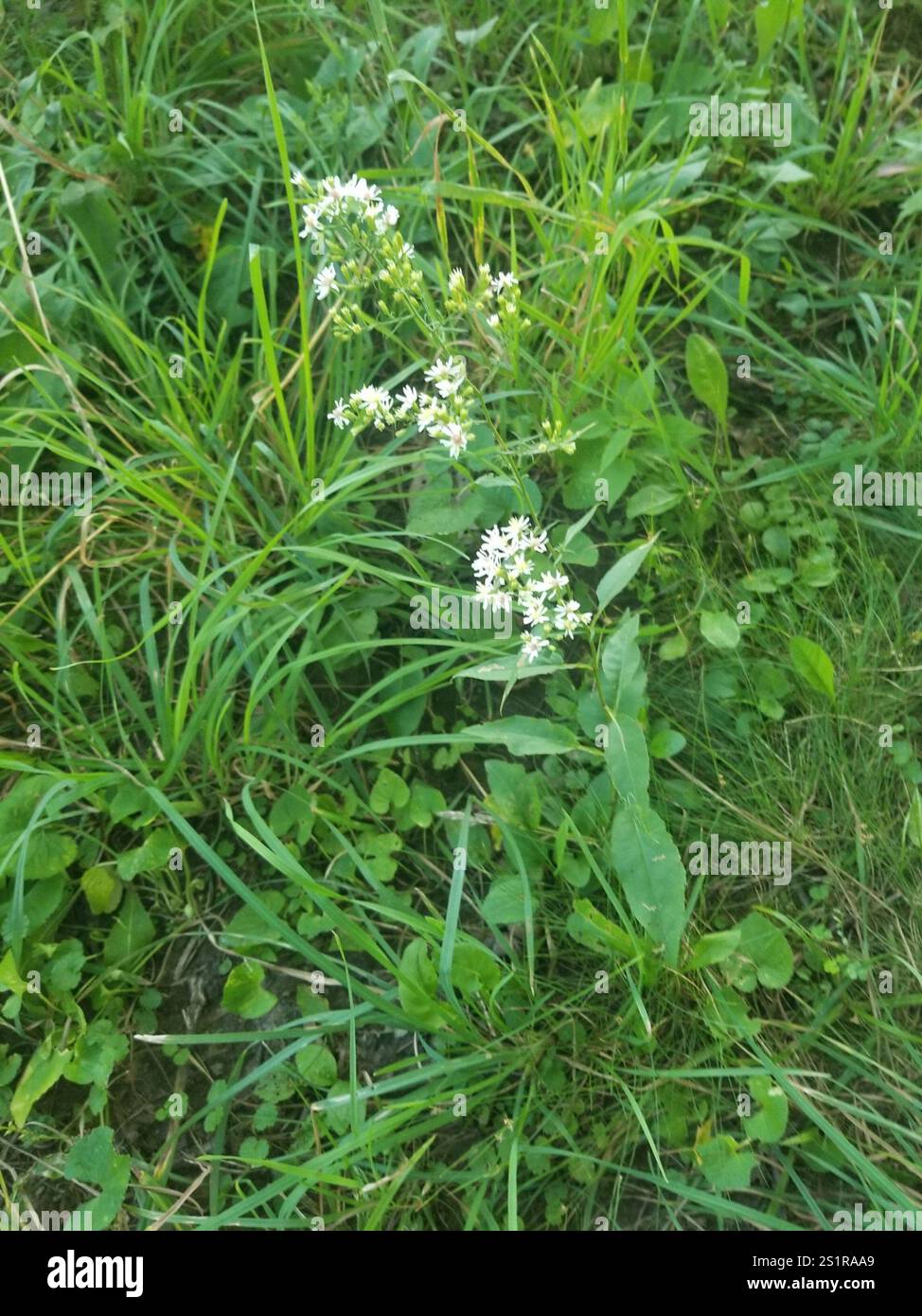 Arrow-leaved Aster (Symphyotrichum urophyllum Stock Photo - Alamy