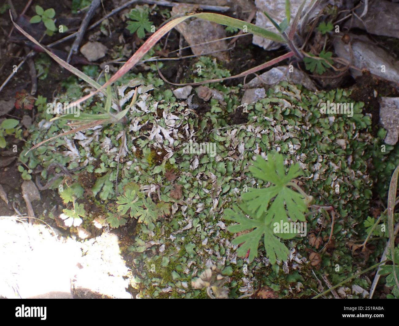 Hemisphaeric Liverwort (Reboulia hemisphaerica Stock Photo - Alamy