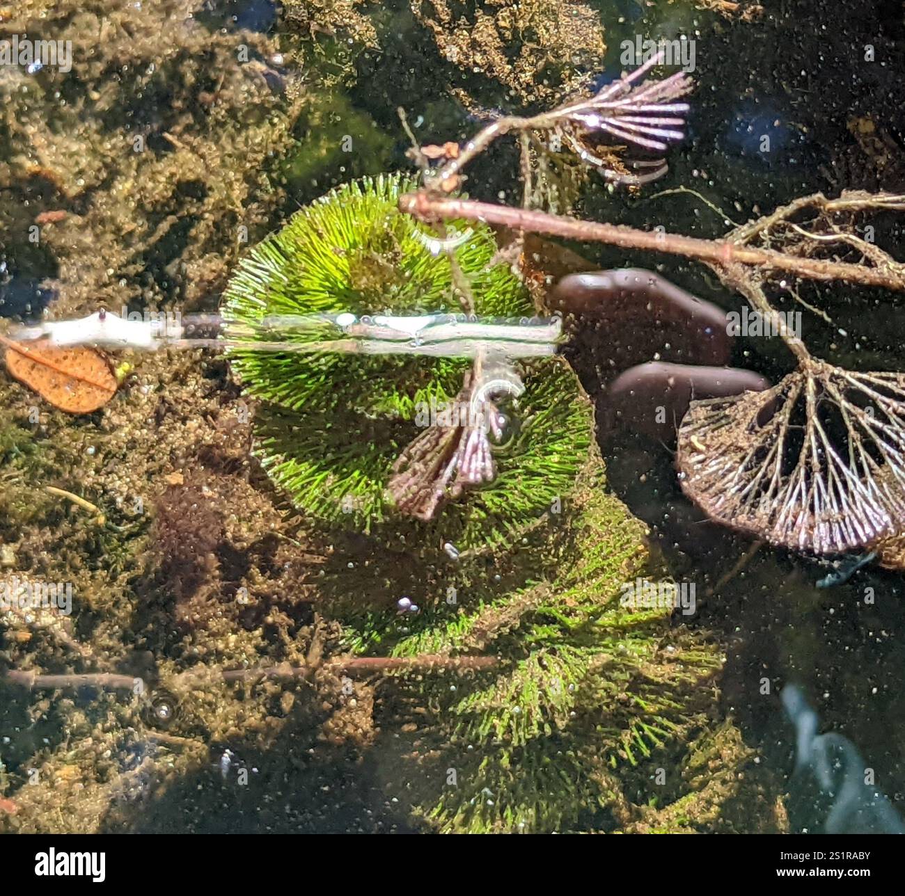 Carolina Fanwort (Cabomba caroliniana Stock Photo - Alamy