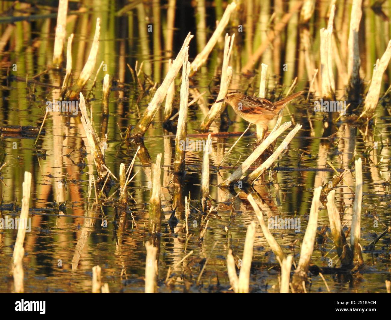 Wren-like Rushbird (Phleocryptes melanops Stock Photo - Alamy
