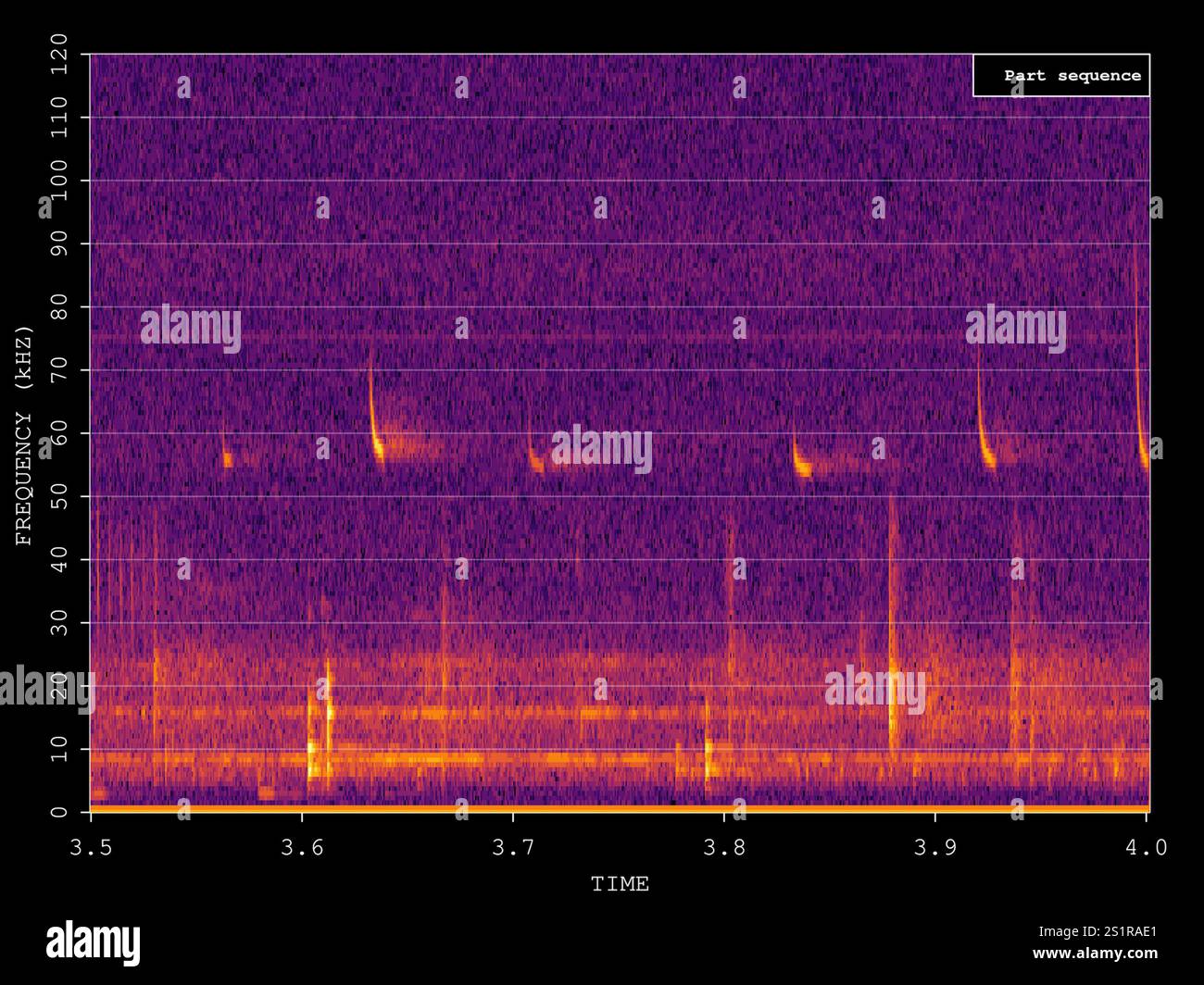 Pygmy Pipistrelle (Pipistrellus pygmaeus Stock Photo - Alamy