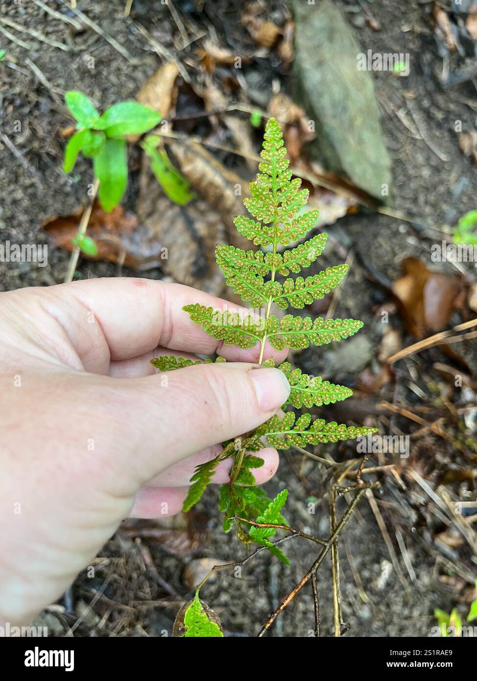 blunt woodsia (Woodsia obtusa Stock Photo - Alamy