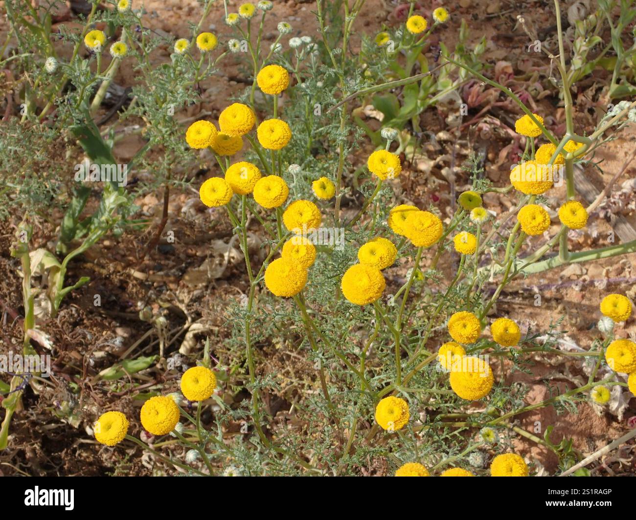 Grand Stinkweed (Oncosiphon grandiflorus Stock Photo - Alamy