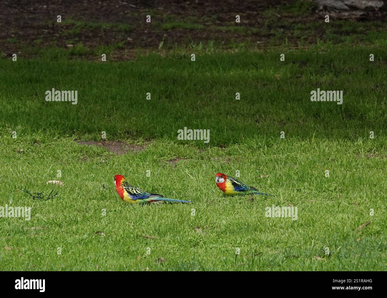 Southeast Eastern Rosella (Platycercus eximius eximius Stock Photo - Alamy