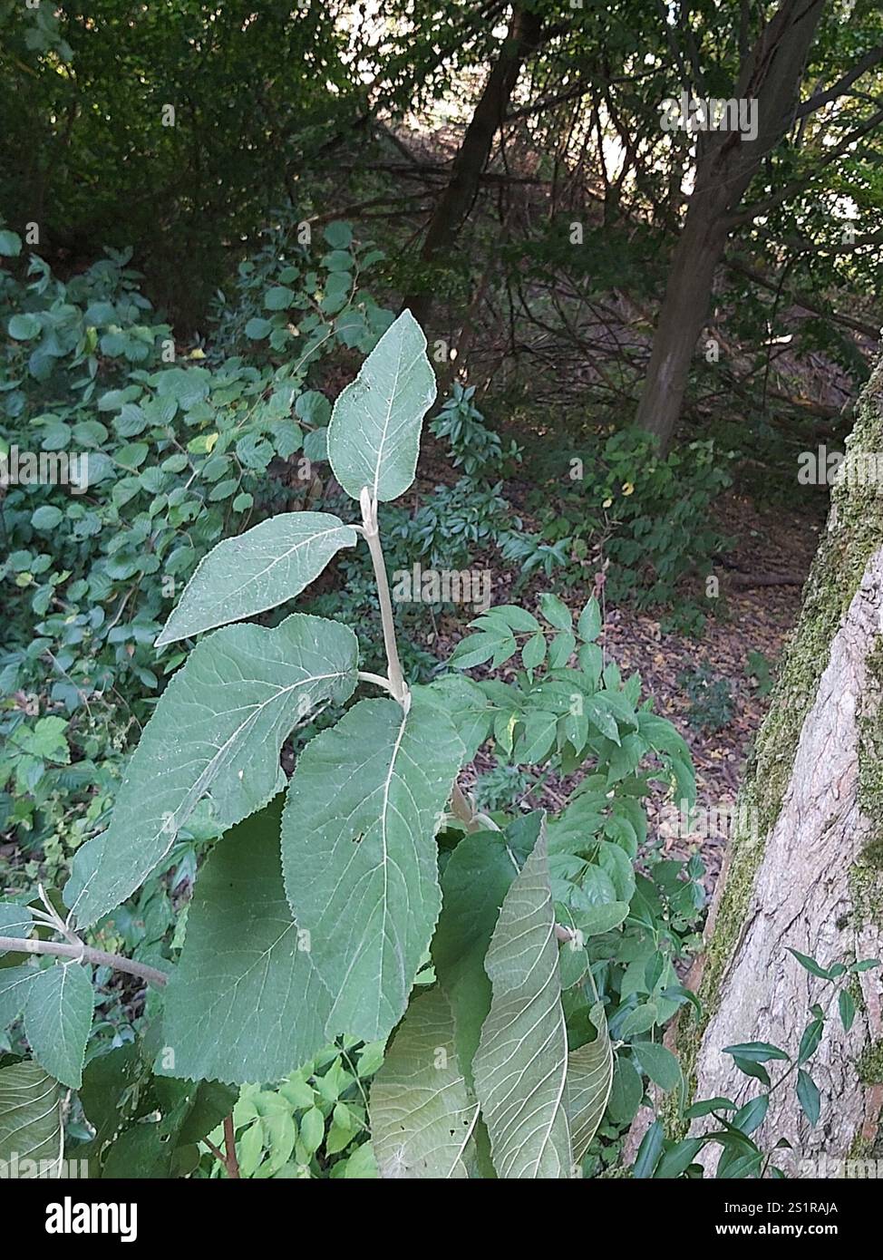 Wayfaring-tree (Viburnum lantana Stock Photo - Alamy
