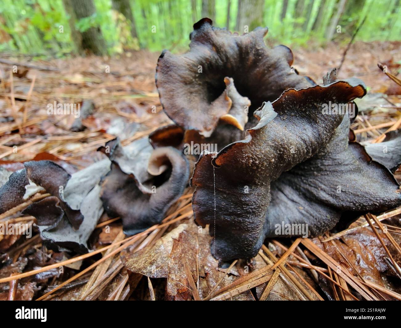 Eastern Black Trumpet (Craterellus fallax Stock Photo - Alamy