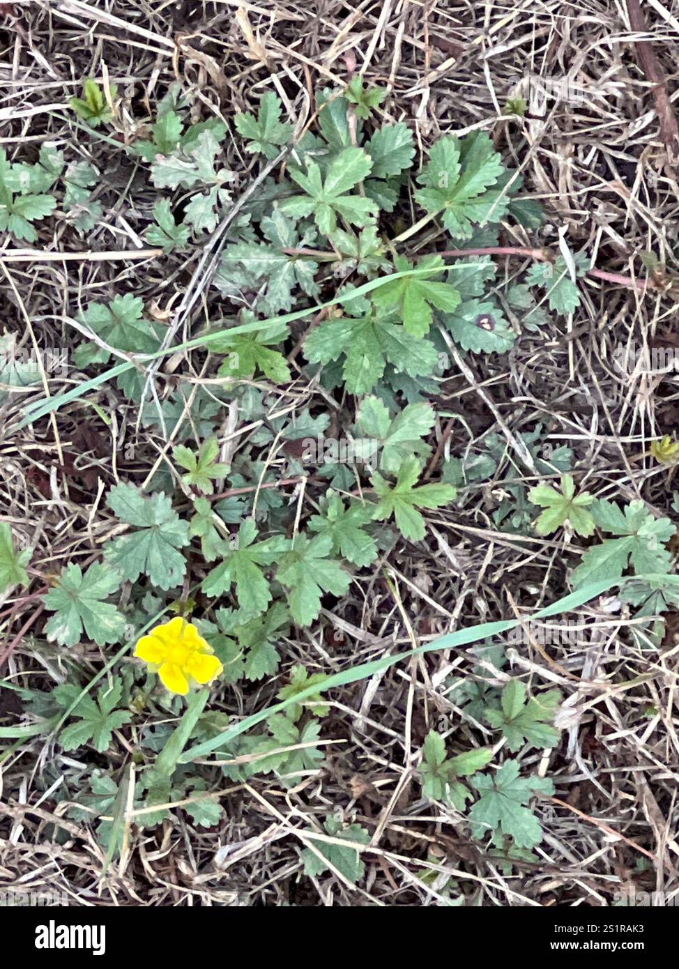 Creeping cinquefoil (Potentilla reptans Stock Photo - Alamy